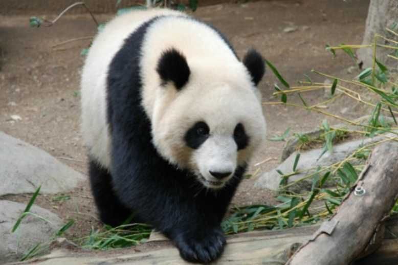 FedEx transport giant pandas to France | Logistics | Supply Chain Digital